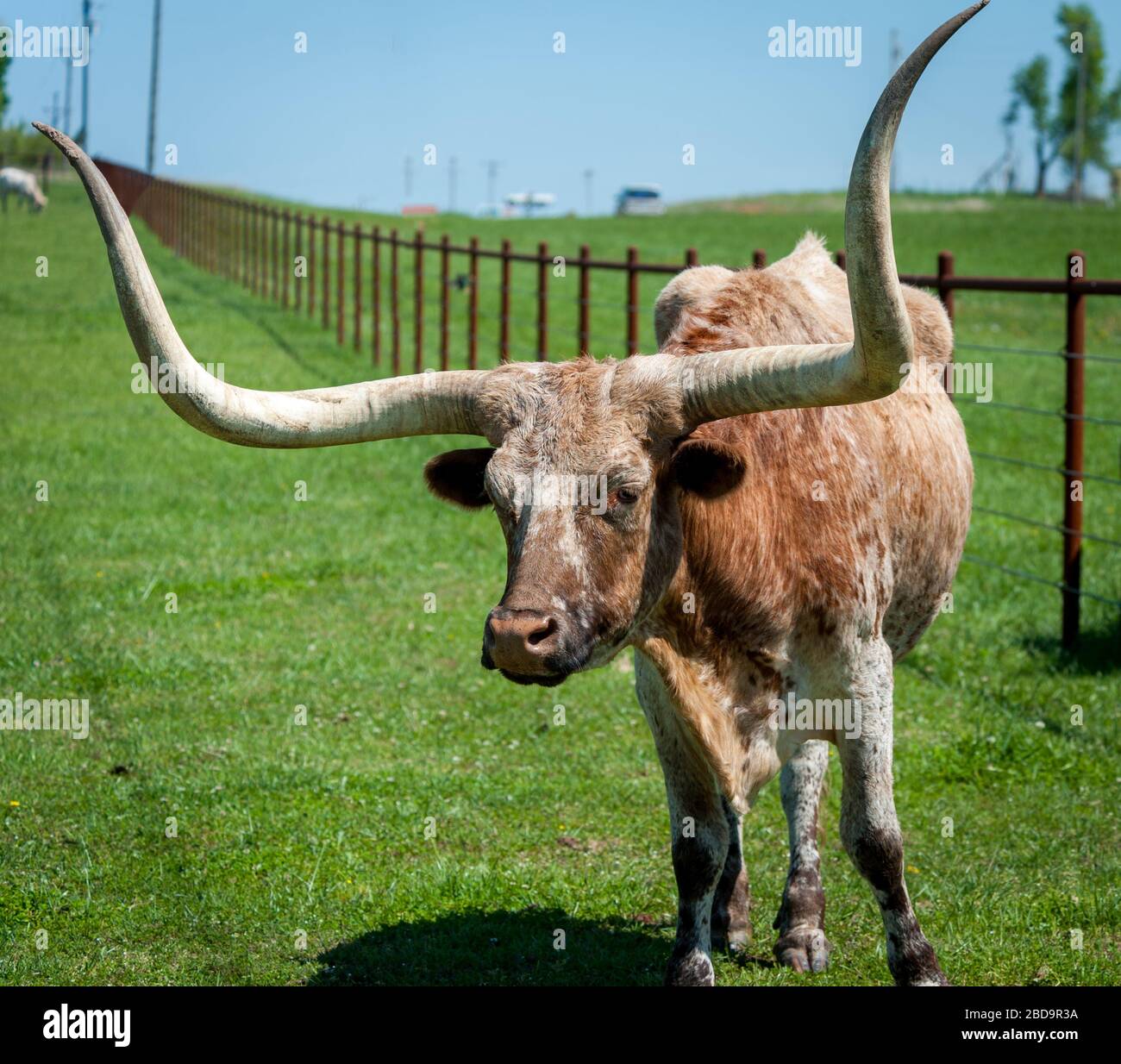 Texas longhorn animal hi-res stock photography and images - Alamy