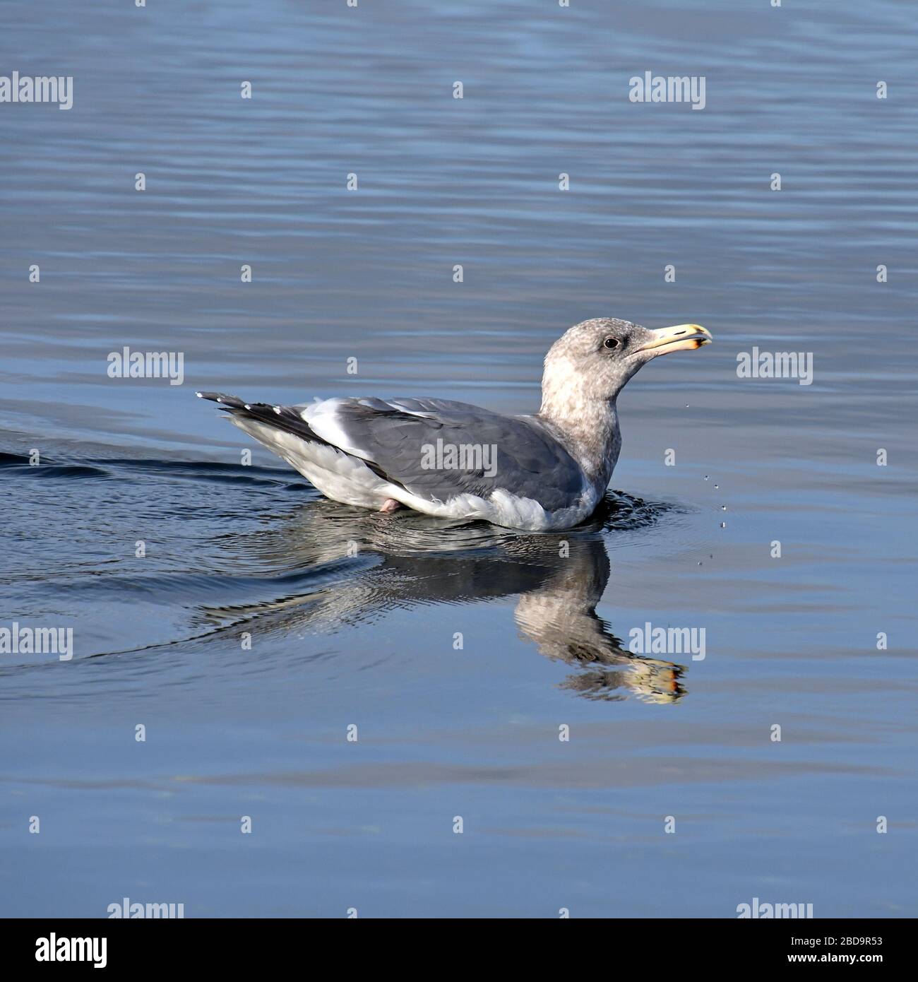 Birds wildlife bird hi-res stock photography and images - Alamy