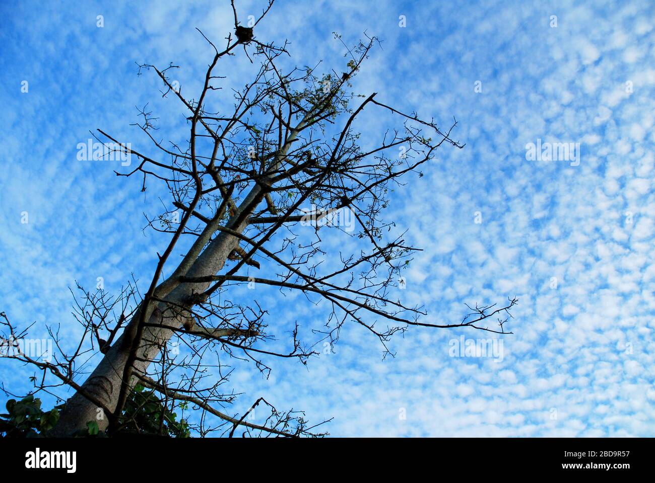 Tree and sky with clouds Stock Photo - Alamy
