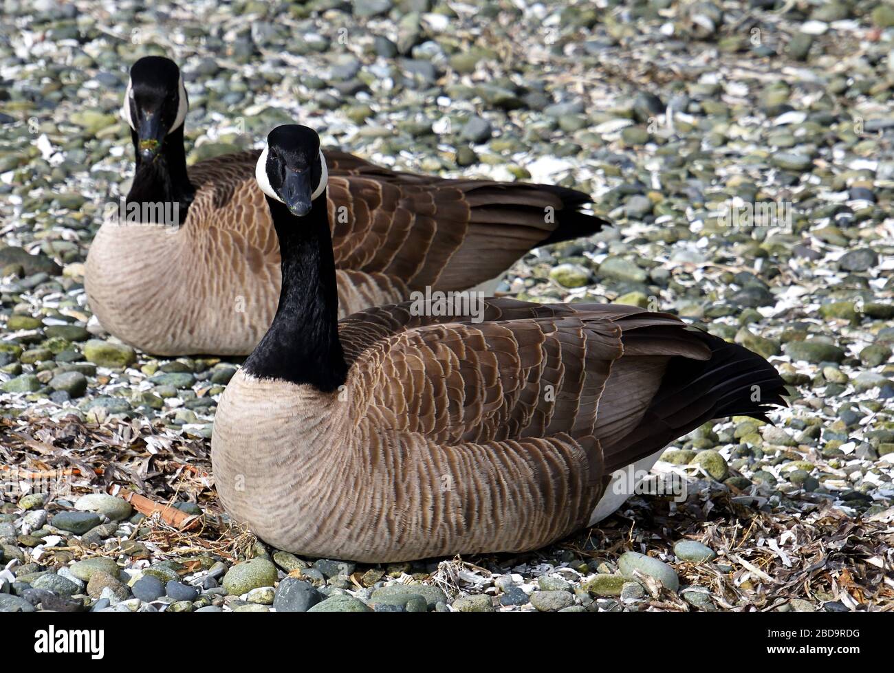 Birds of vancouver island hi-res stock photography and images - Alamy