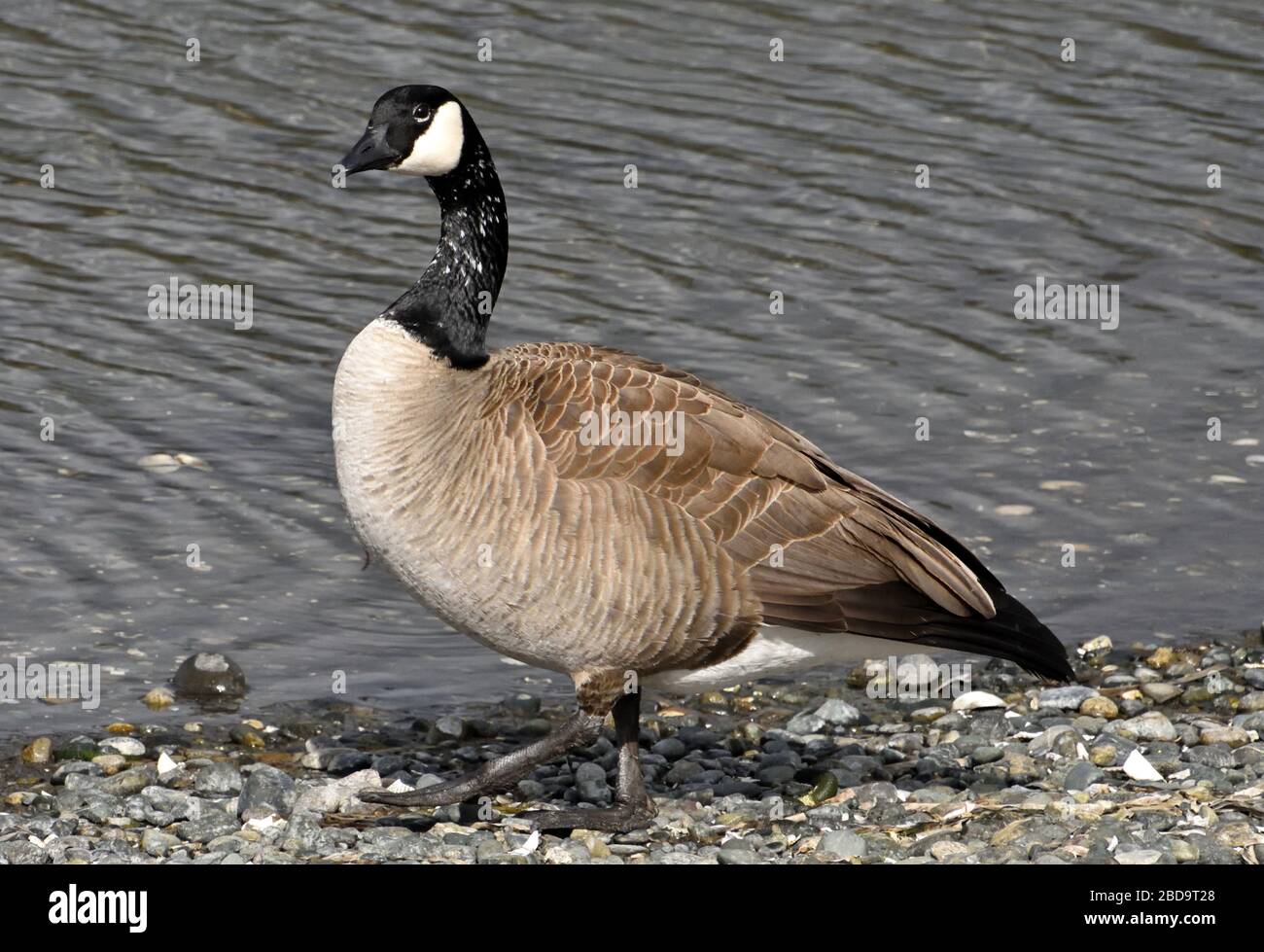 Birds of vancouver island hi-res stock photography and images - Alamy