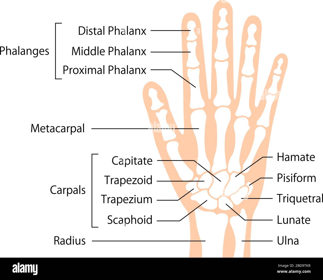 hand bone flat vector illustration (human anatomy) / English Stock ...