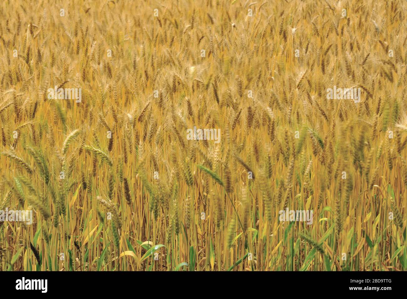 High angle shot of Wheat farm Stock Photo - Alamy