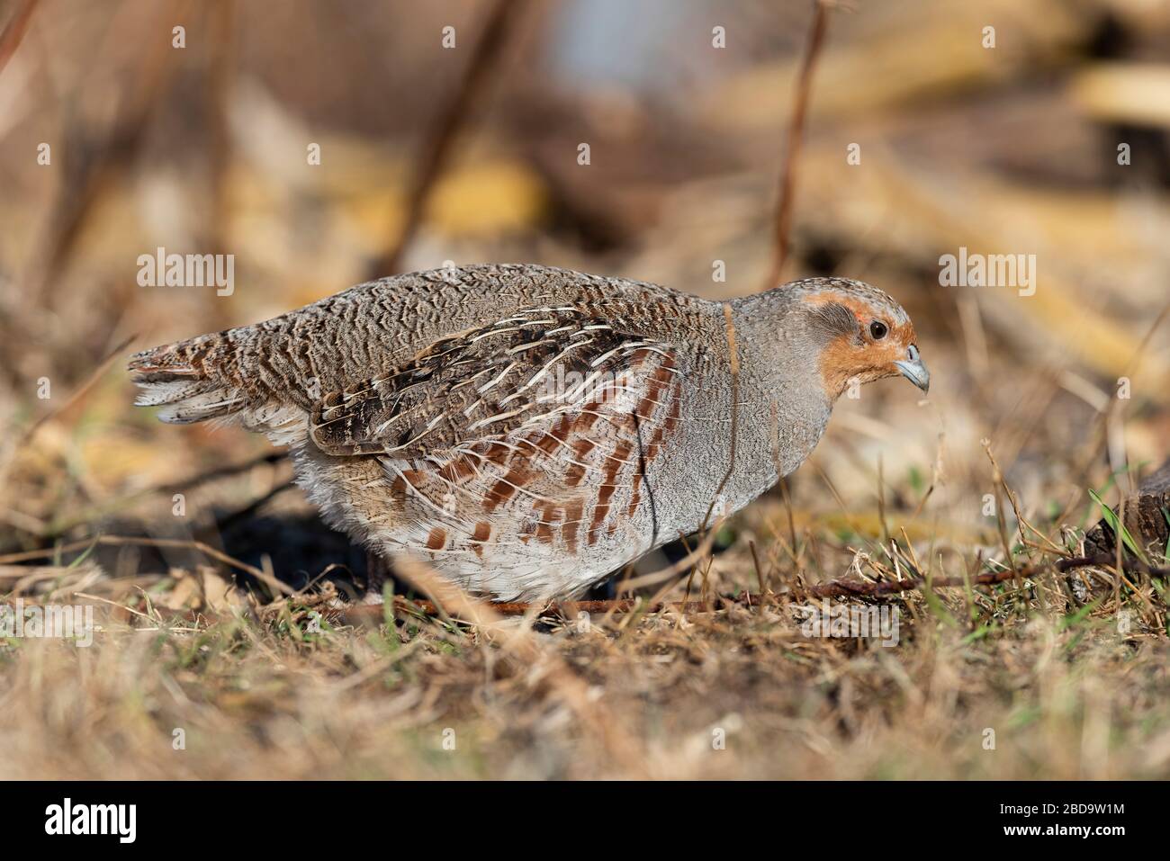 Hungarian Grey Partridge in a corn field in North Dakota Stock Photo ...