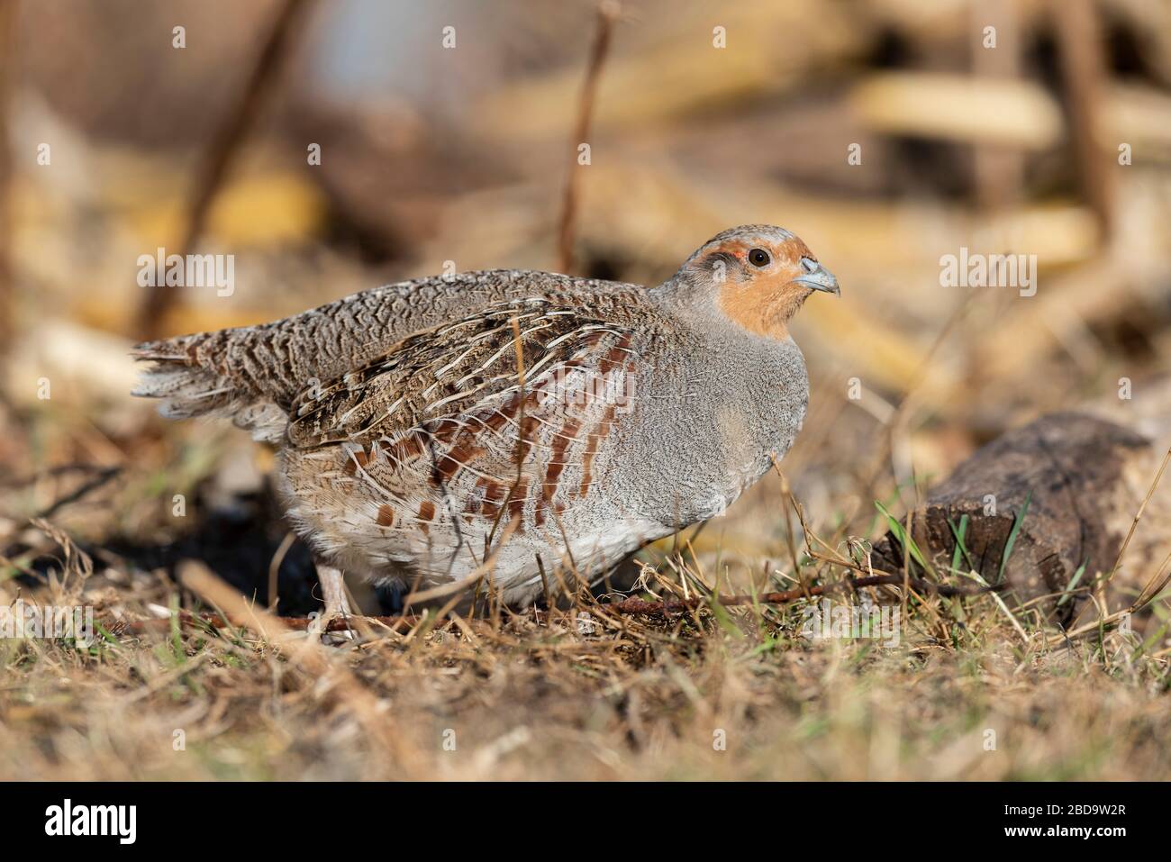 Hungarian Grey Partridge in a corn field in North Dakota Stock Photo ...