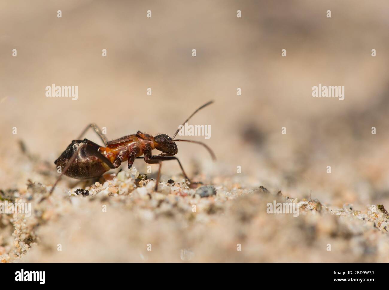 Broad-headed bug (Alydus calcaratus Stock Photo - Alamy