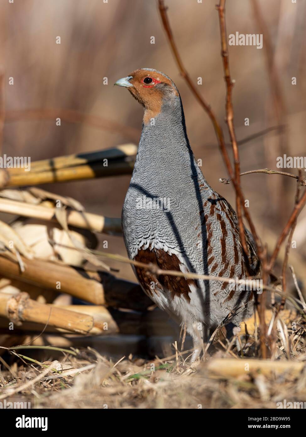 Hungarian Grey Partridge in a corn field in North Dakota Stock Photo ...