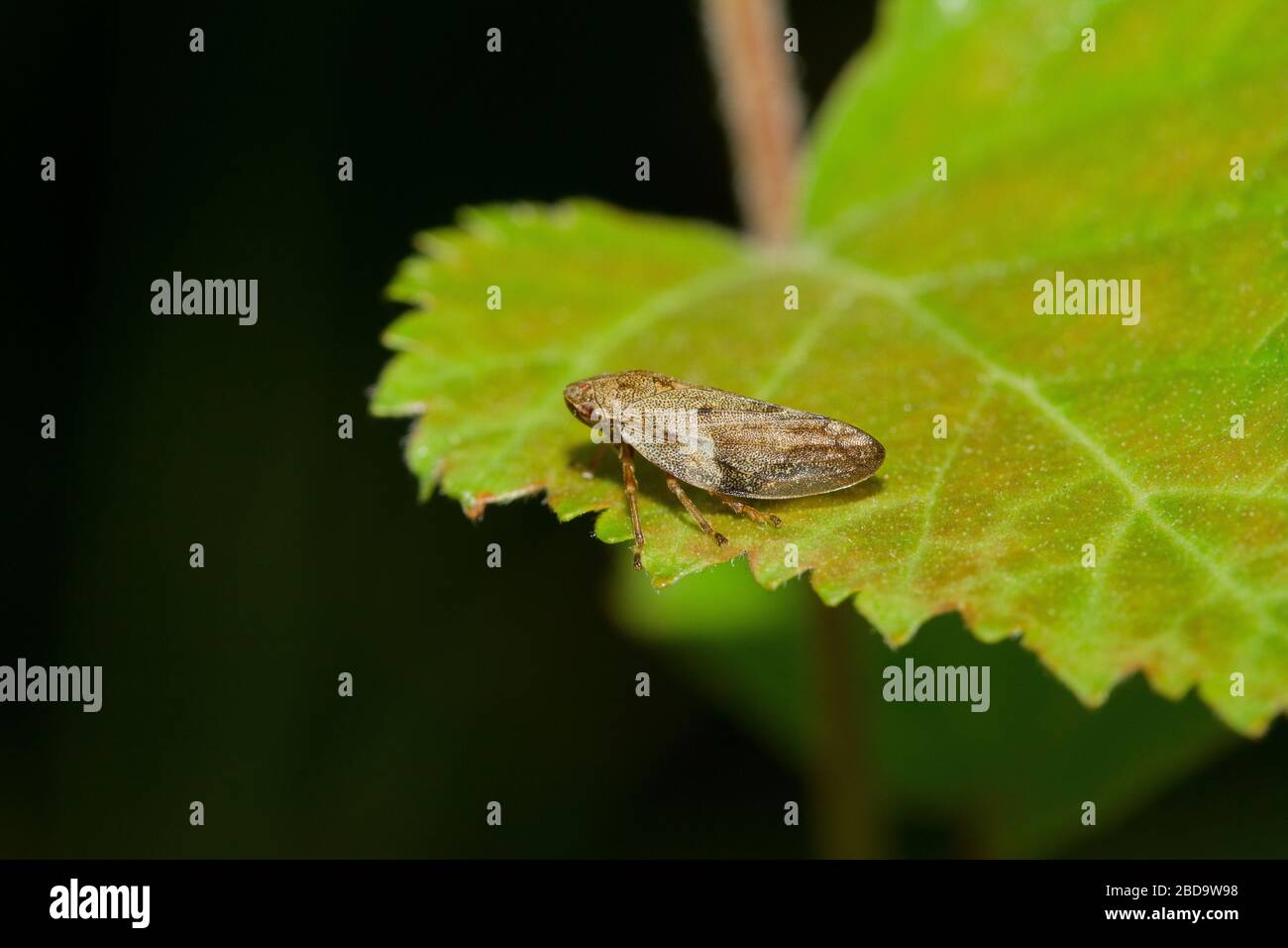 Spittle bug hi-res stock photography and images - Alamy
