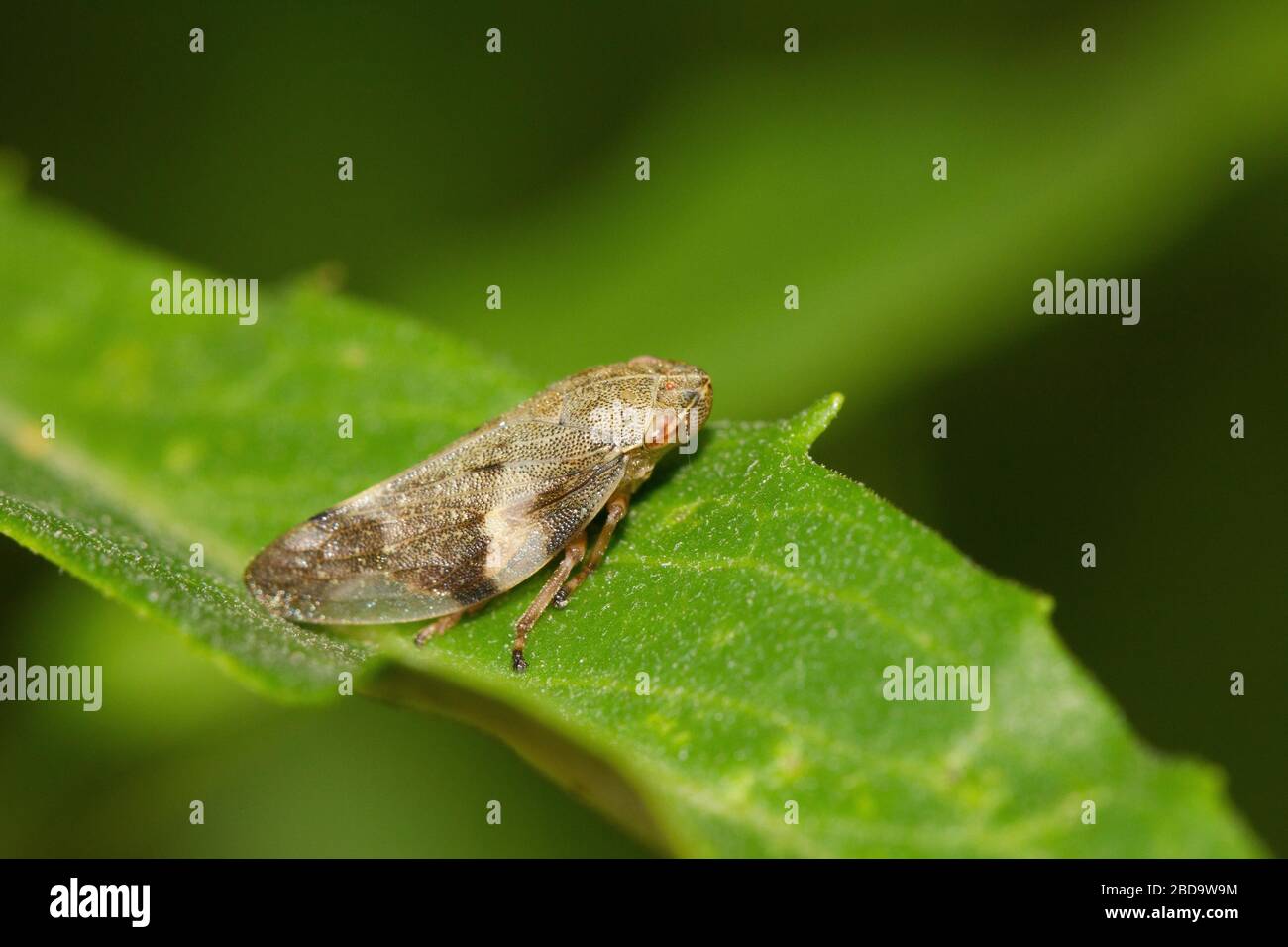 Spittle bug hi-res stock photography and images - Alamy