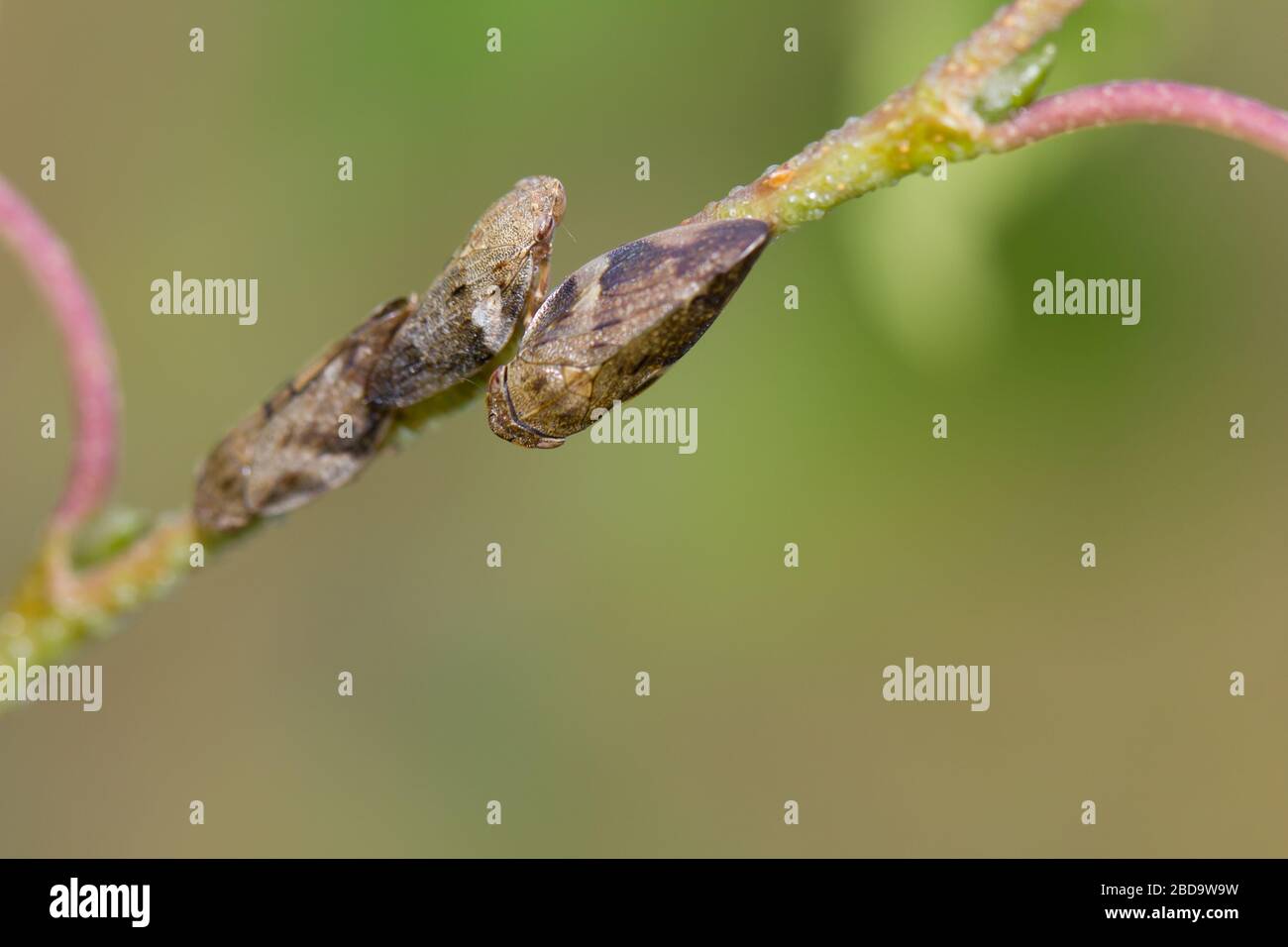 Spittle bug hi-res stock photography and images - Alamy