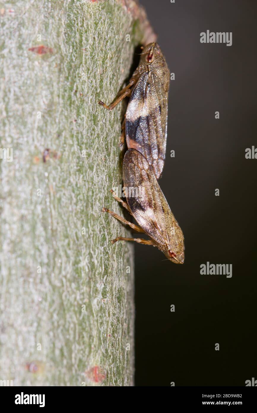 Spittle bug hi-res stock photography and images - Alamy