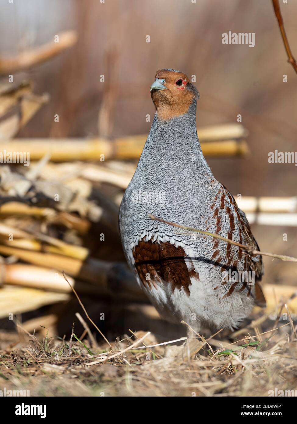 Hungarian Grey Partridge in a corn field in North Dakota Stock Photo ...