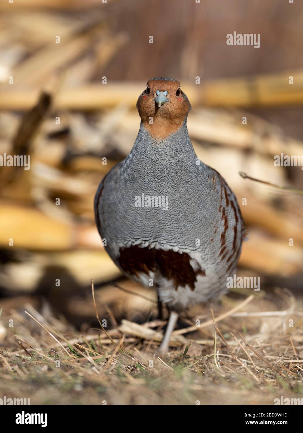 Hungarian Grey Partridge in a corn field in North Dakota Stock Photo ...