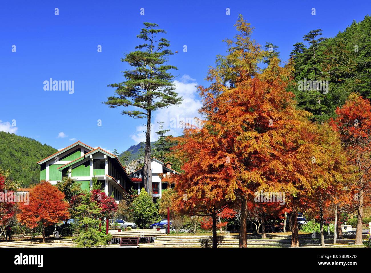 Deciduous Cypress forest in Wuling Farm Taichung Taiwan Stock Photo - Alamy