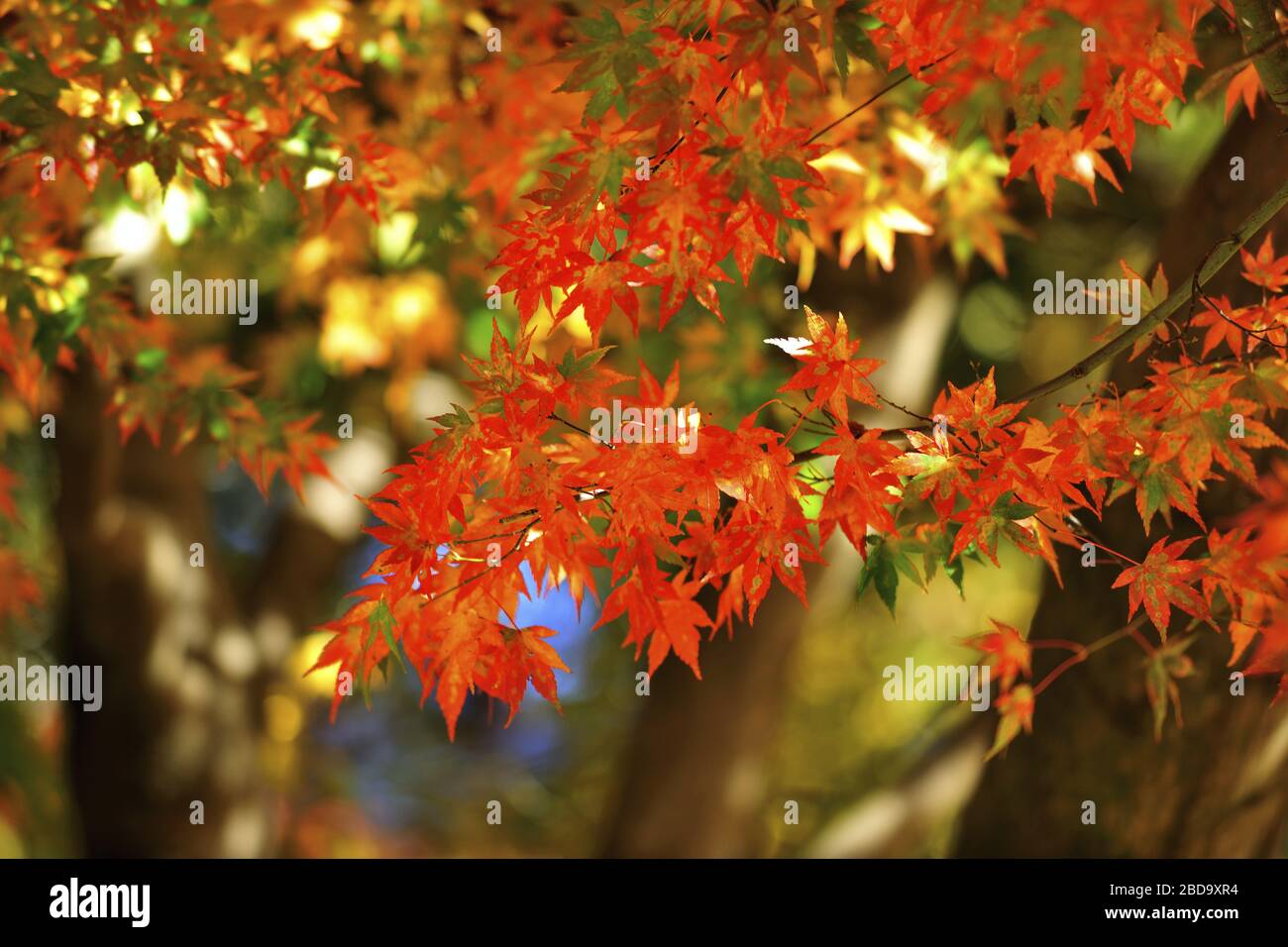Maple tree in Fushoushan Farm Taichung Taiwan Stock Photo - Alamy