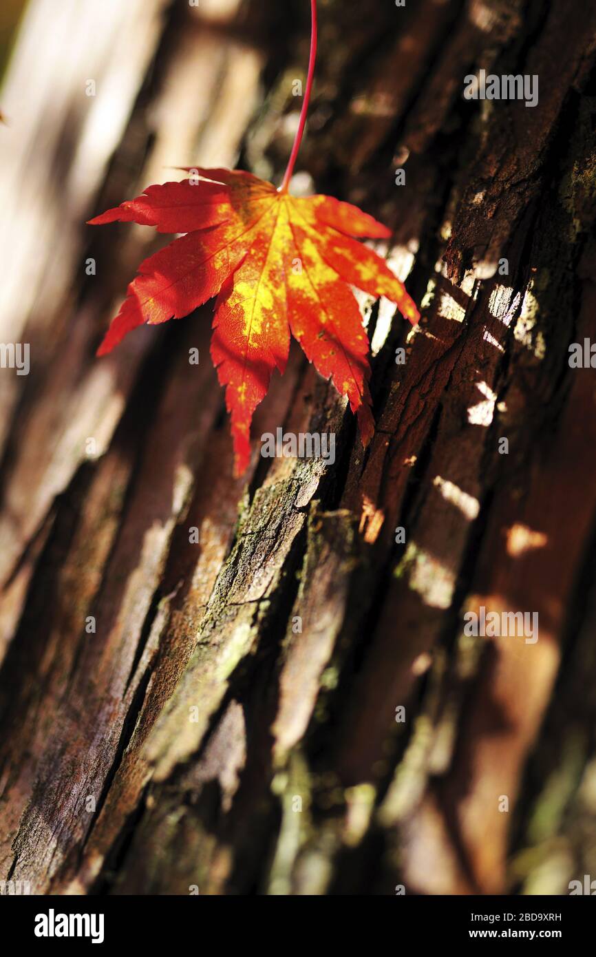 Fushoushan farm taiwan autumn hi-res stock photography and images - Alamy