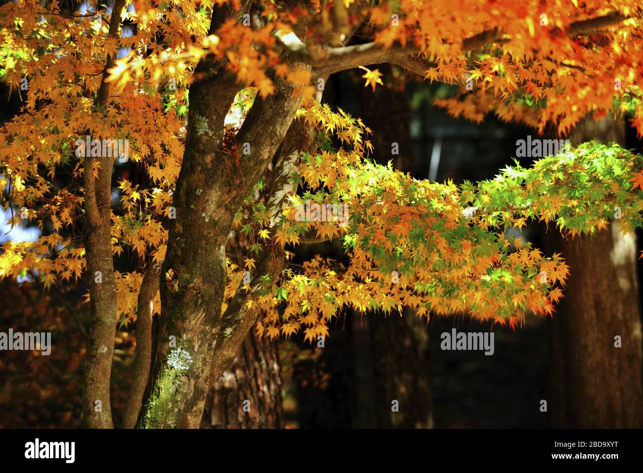 Seasonal scenic shot of maple tree in Fushoushan Farm Taichung Taiwan ...
