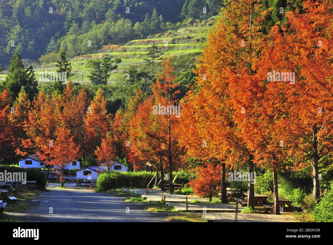 Seasonal scenic shot of Maple in Wuling Farm Taichung Taiwan Stock ...