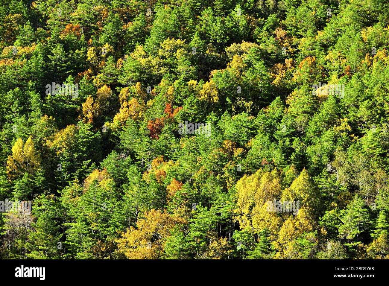Maple forest in Lishan Taichung Taiwan Stock Photo - Alamy