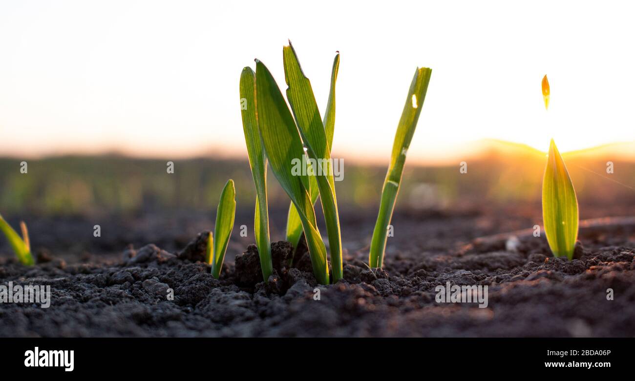 Sprouts of overgrown grain on a field in the soil. Morning sunlight ...