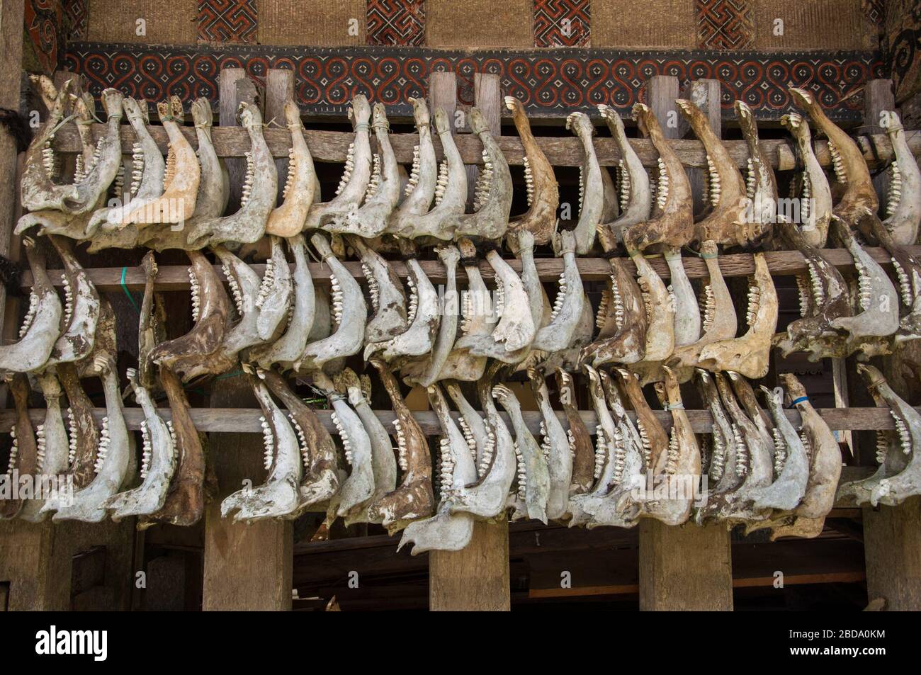 Bones of buffaloes hung on Toraja tribe traditional house. Tana Toraja ...