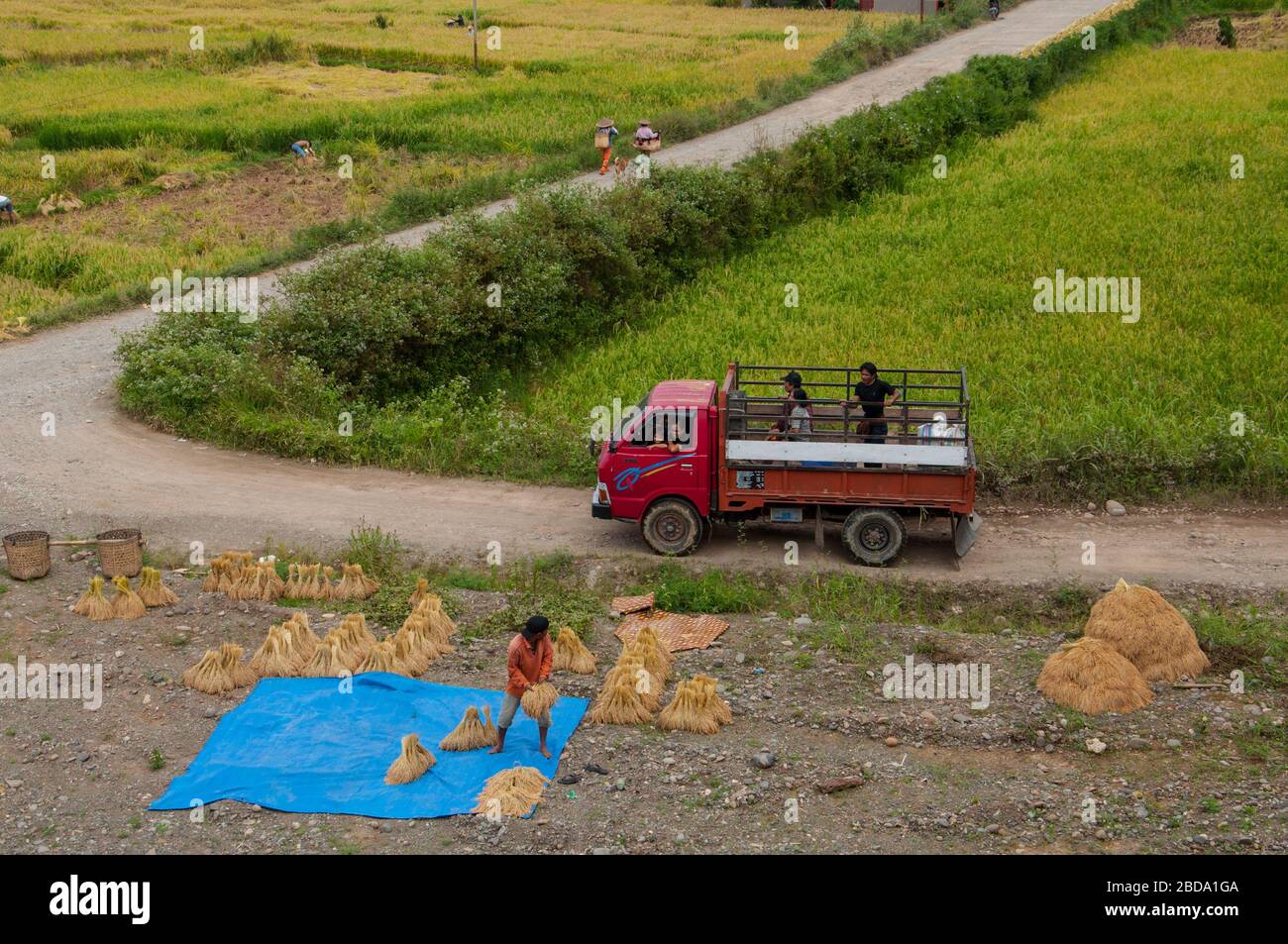 Truck pass a road in Tana Torja, Indonesia. Tana Toraja located in ...
