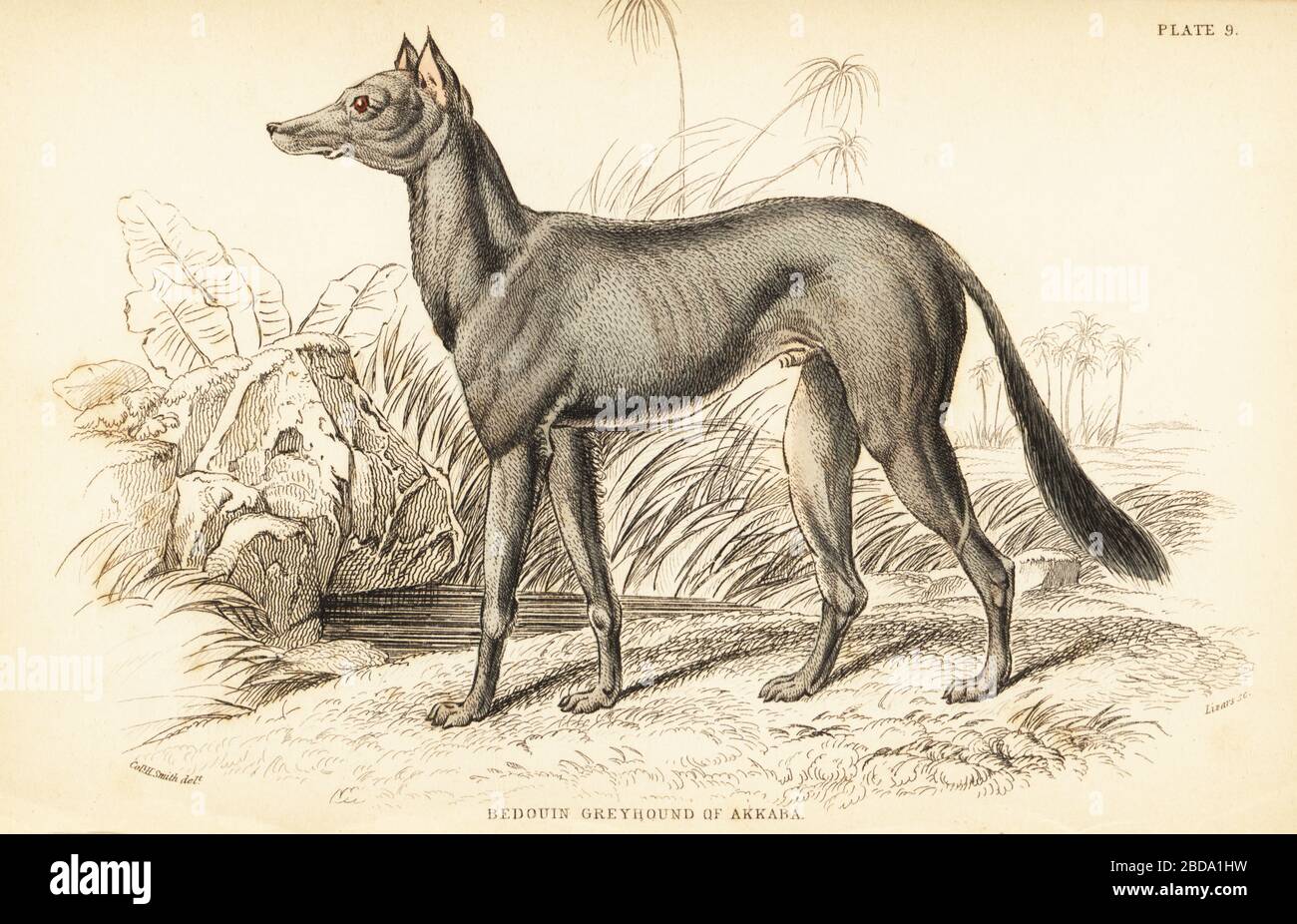 Arabian greyhound, Canis lupus familiaris. Bedouin greyhound of Aqaba ...