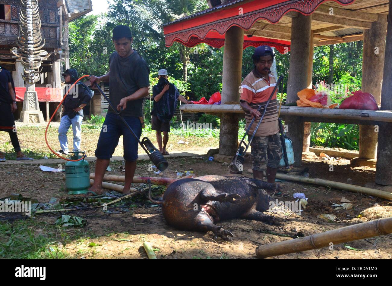 Local men of Tana Toraja, Indonesia use flame to remove the hair and ...