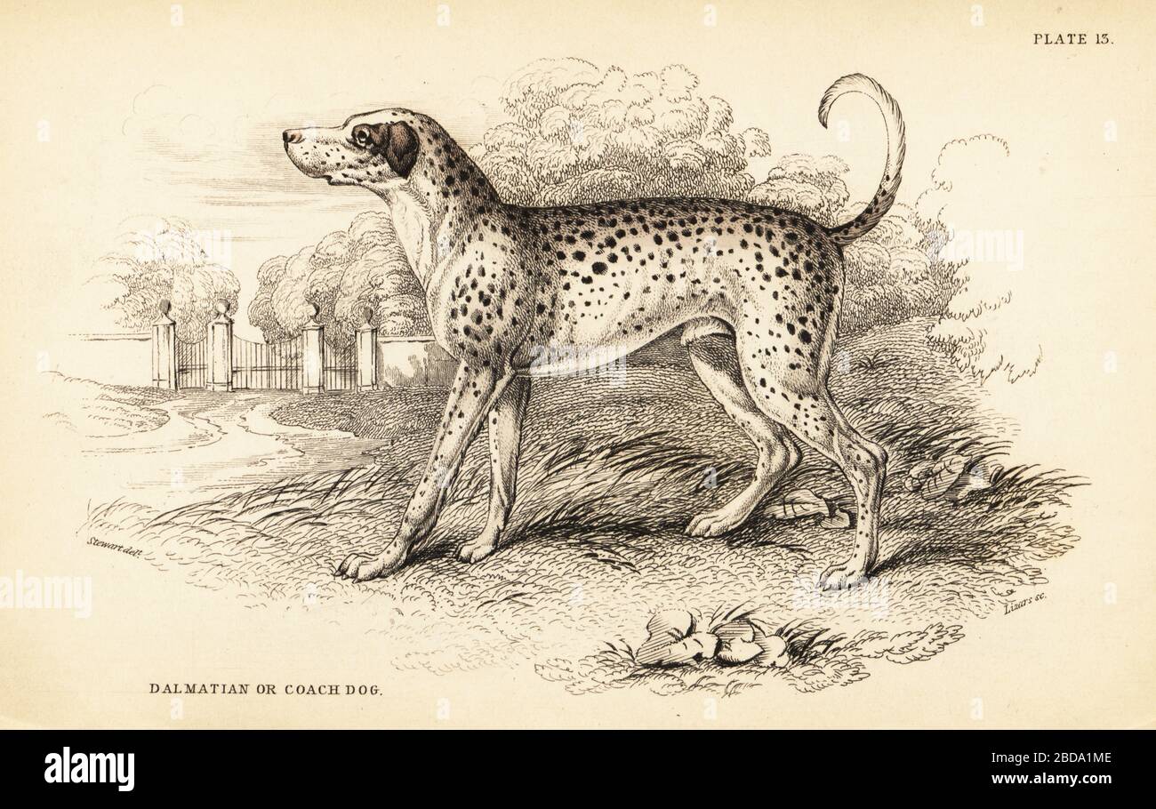 Dalmatian dog or coach dog, Canis lupus familiaris. Handcoloured steel ...