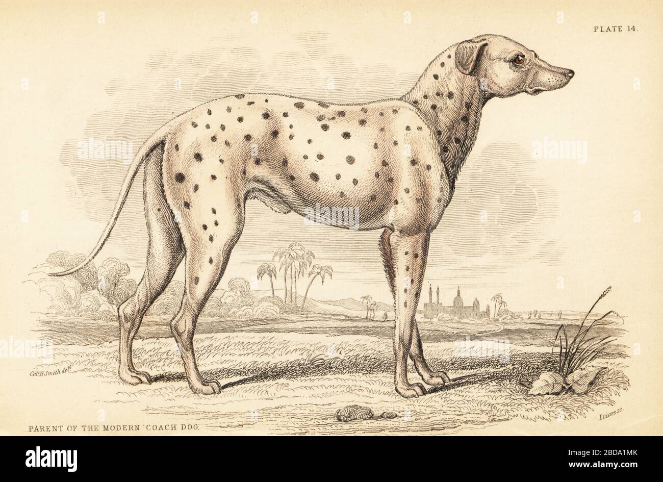 Parent of the modern coach dog, Canis lupus familiaris. Handcoloured ...