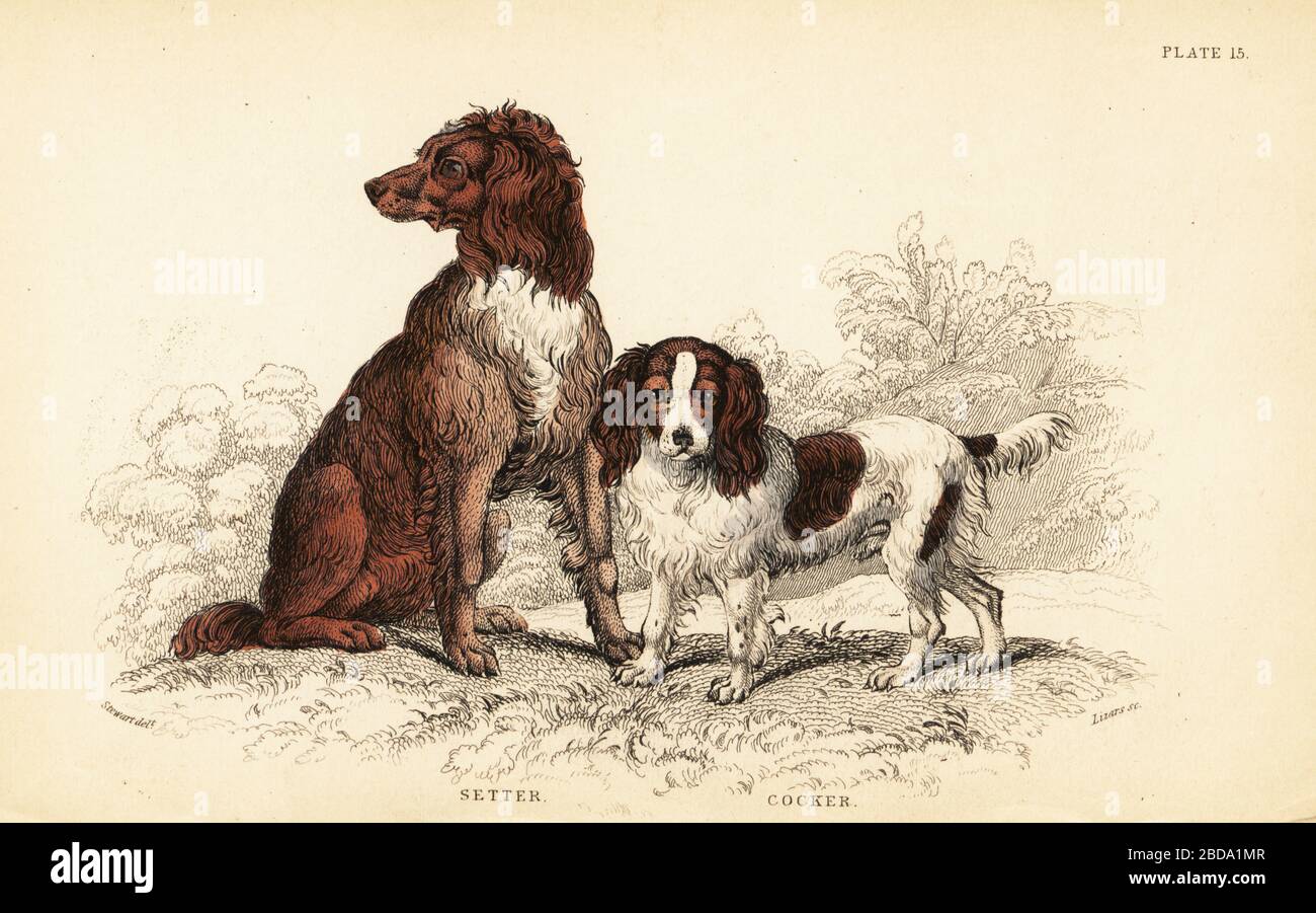 Setter and cocker spaniel, Canis lupus familiaris. Handcoloured steel ...