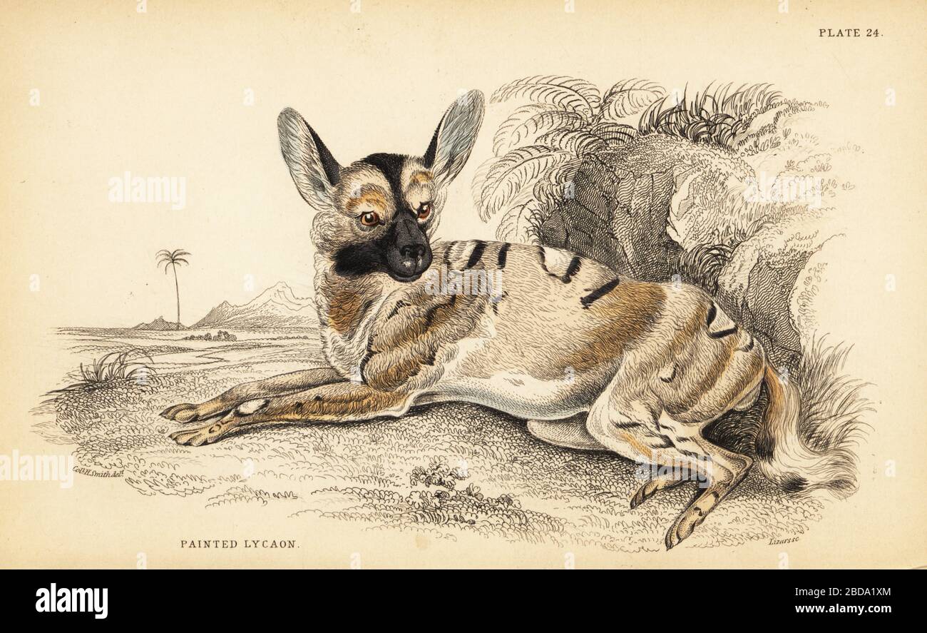 African wild dog, Lycaon pictus, endangered. Painted lycaon or Lycaon ...