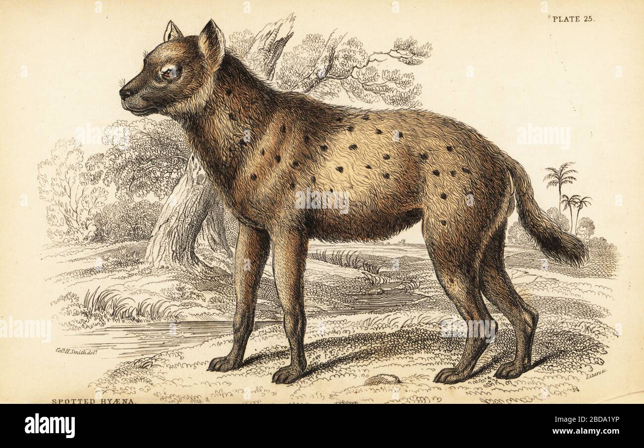 Spotted hyena or laughing hyena, Crocuta crocuta (Hyaena crocuta ...