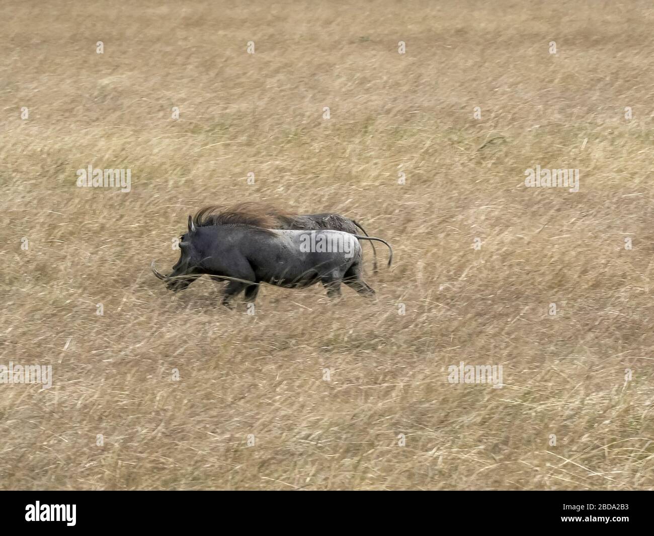 Warthogs fighting hi-res stock photography and images - Alamy
