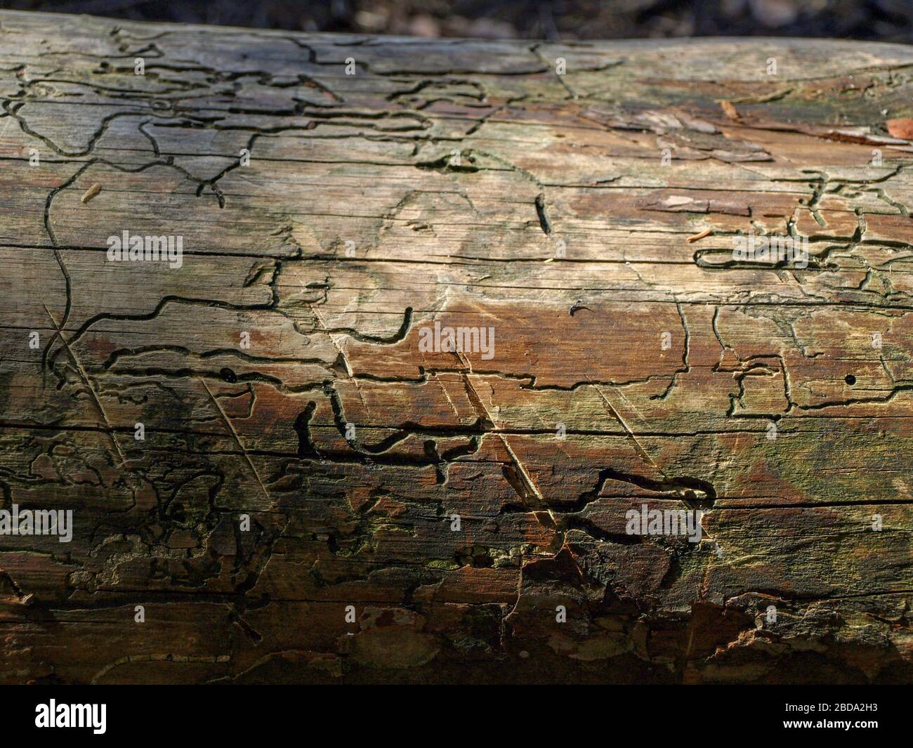 abstract picture with insect-carved texture, large wooden log Stock ...