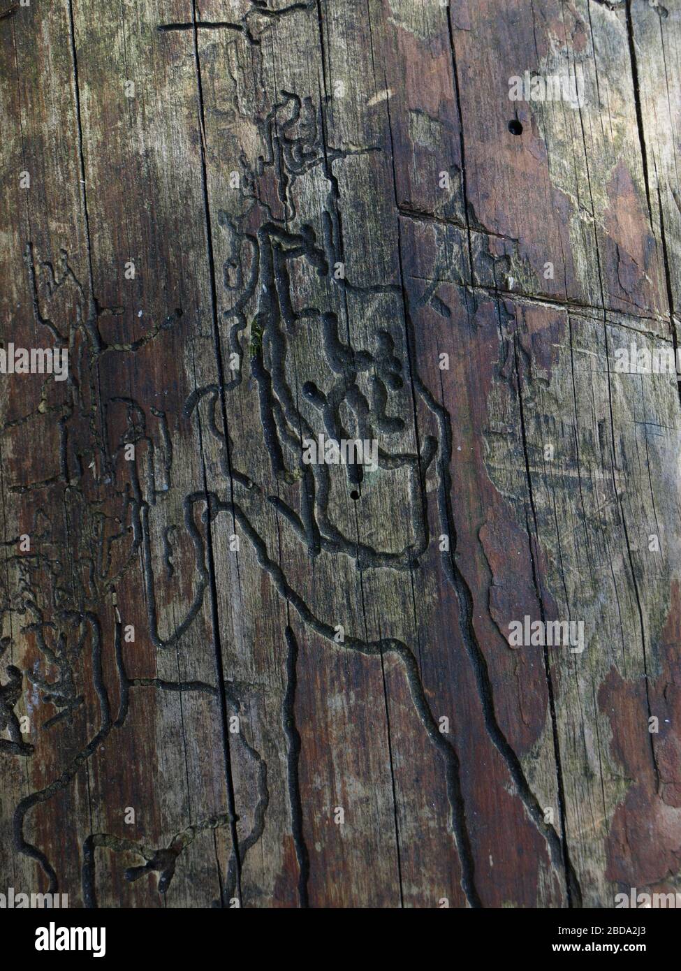 abstract picture with insect-carved texture, large wooden log Stock ...