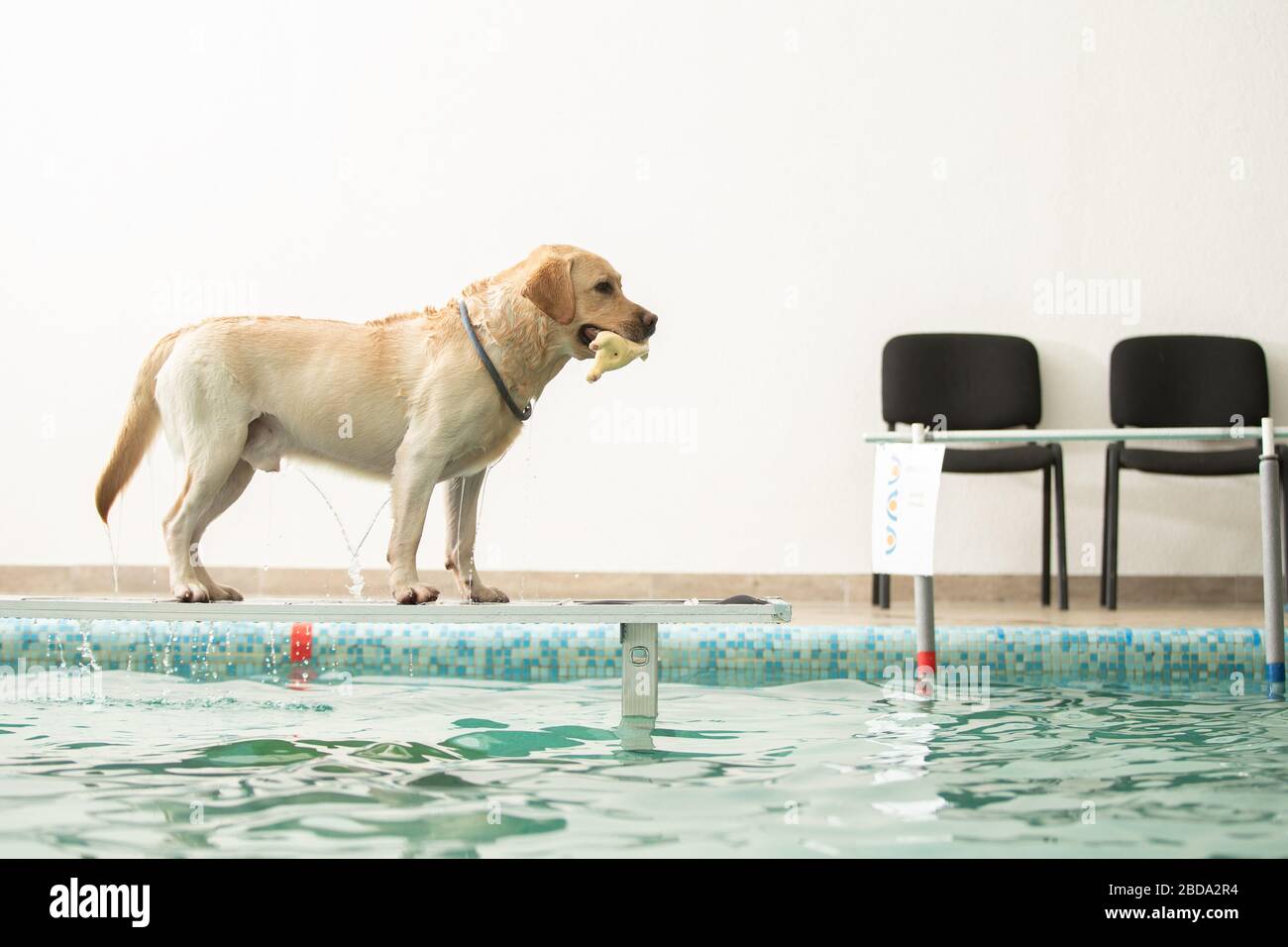 Dog jumps into swimming pool hi-res stock photography and images - Alamy