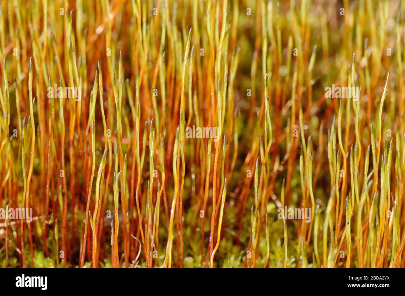 Thin stems with spores of moss.Moss grows in the forest in damp places ...