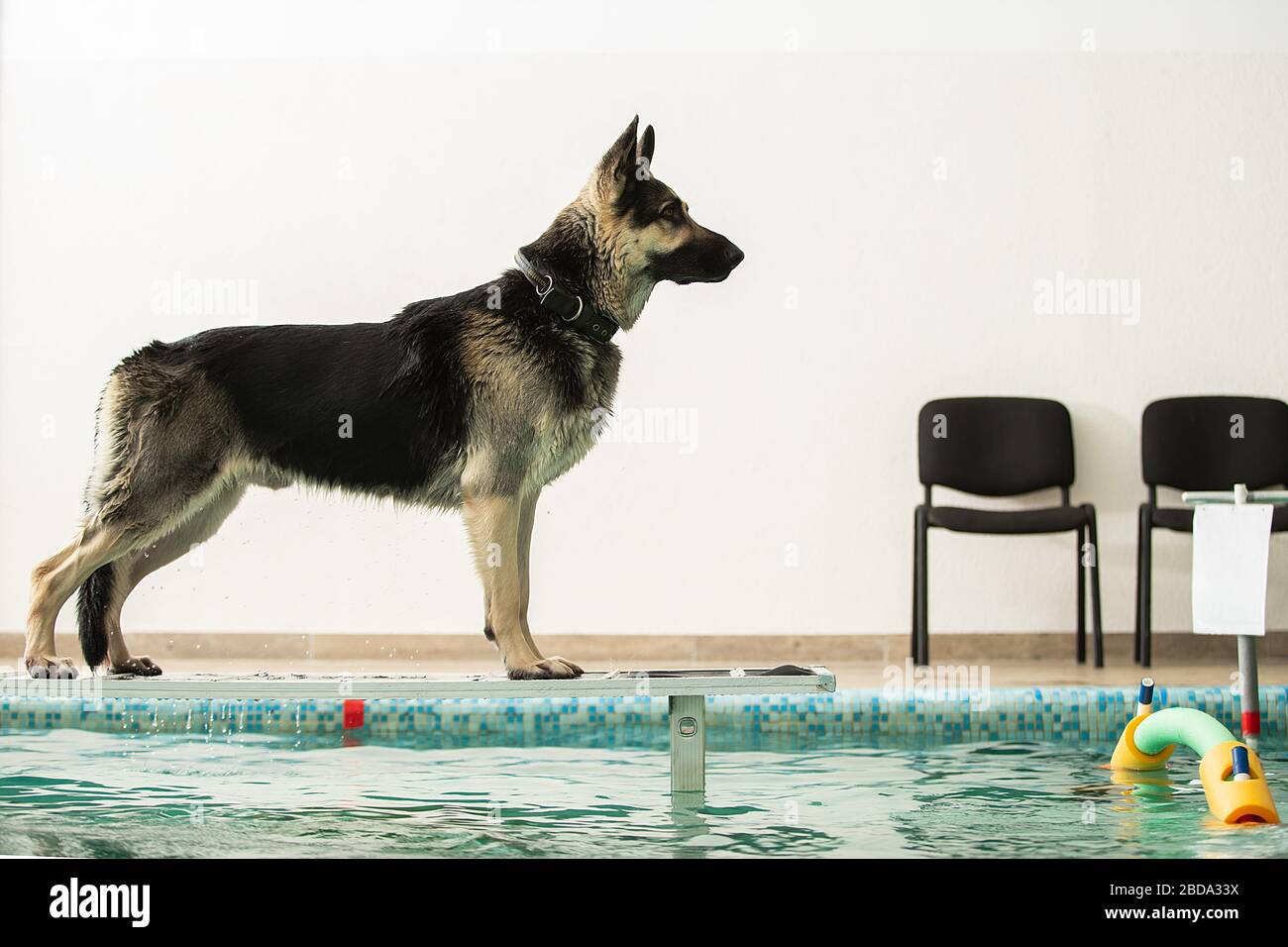 Dog jumps into swimming pool hi-res stock photography and images - Alamy