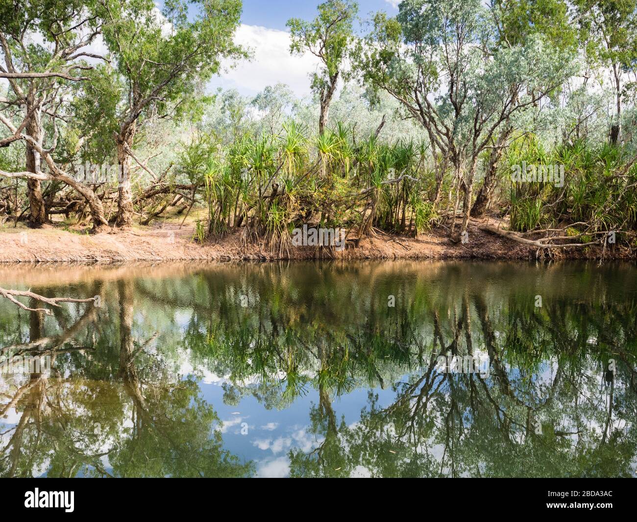 Paperbark tree hi-res stock photography and images - Alamy