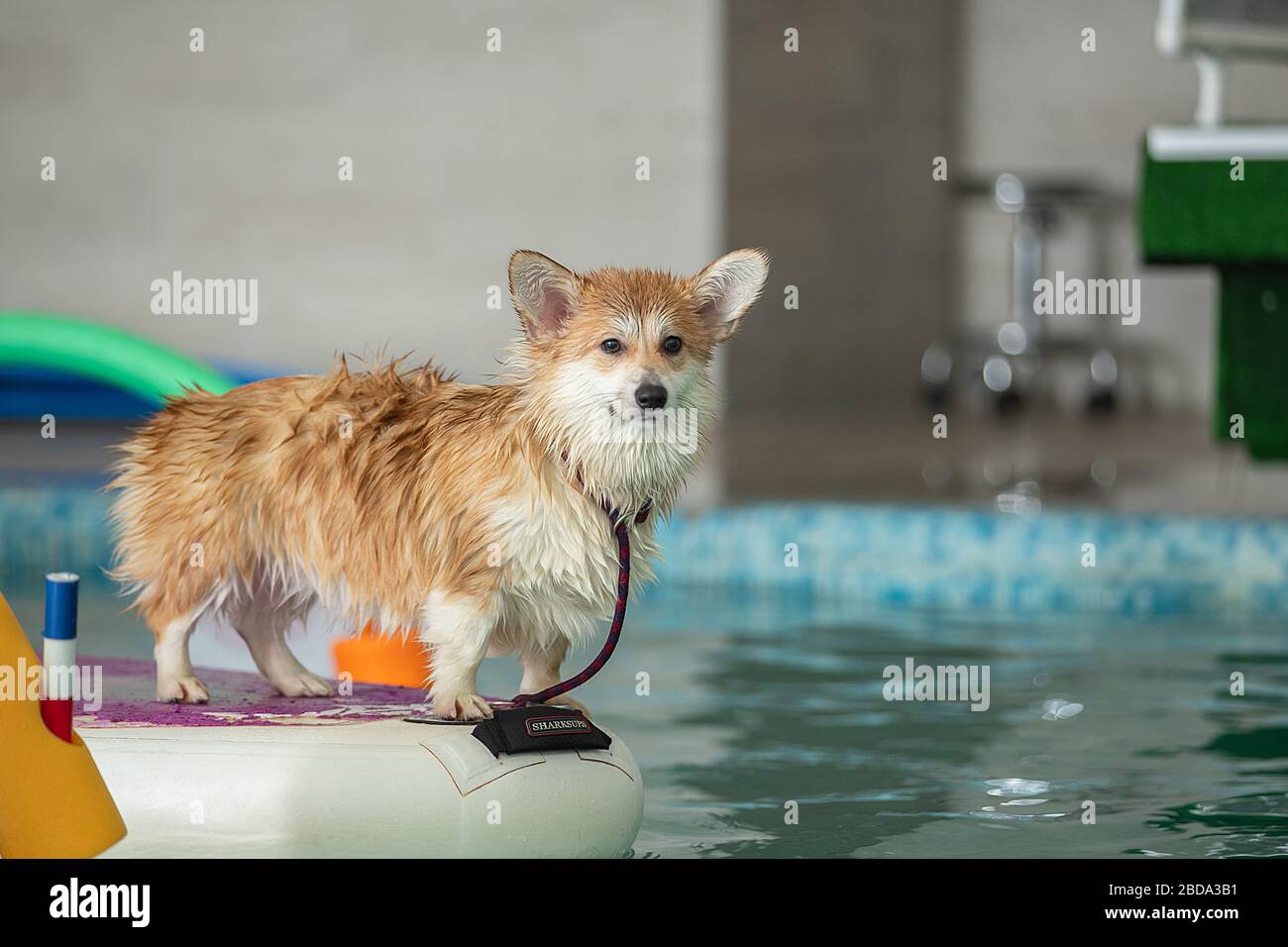 The dog stands and jumps with a toy in the pool Stock Photo - Alamy