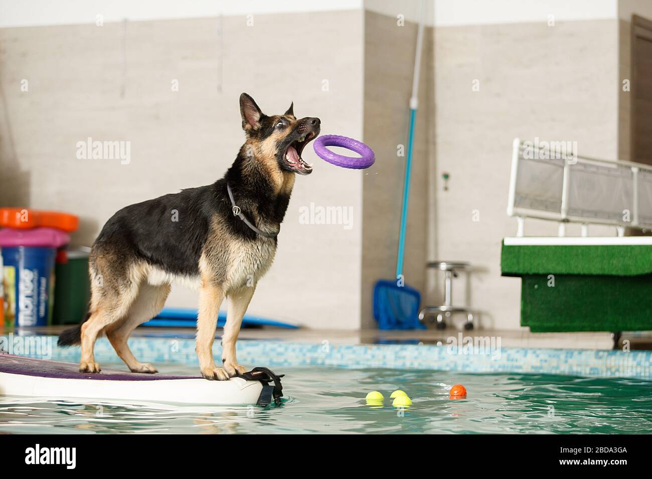Dog jumps into swimming pool hi-res stock photography and images - Alamy