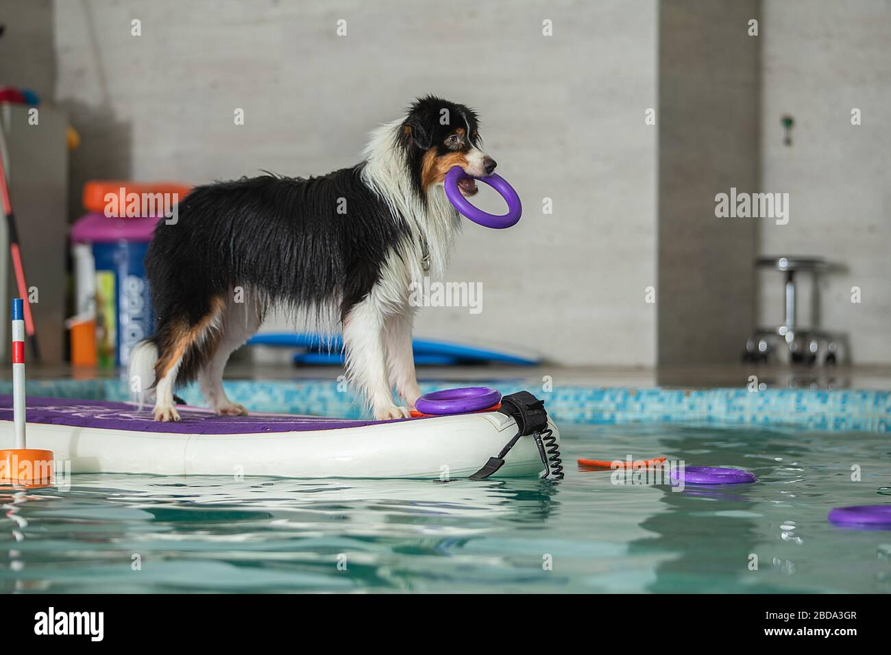 The dog stands and jumps with a toy in the pool Stock Photo - Alamy
