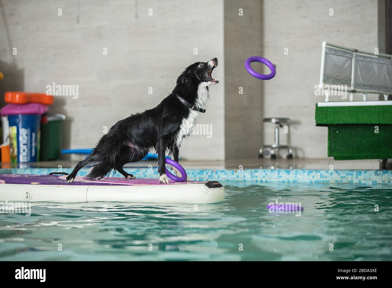 The dog stands and jumps with a toy in the pool Stock Photo - Alamy