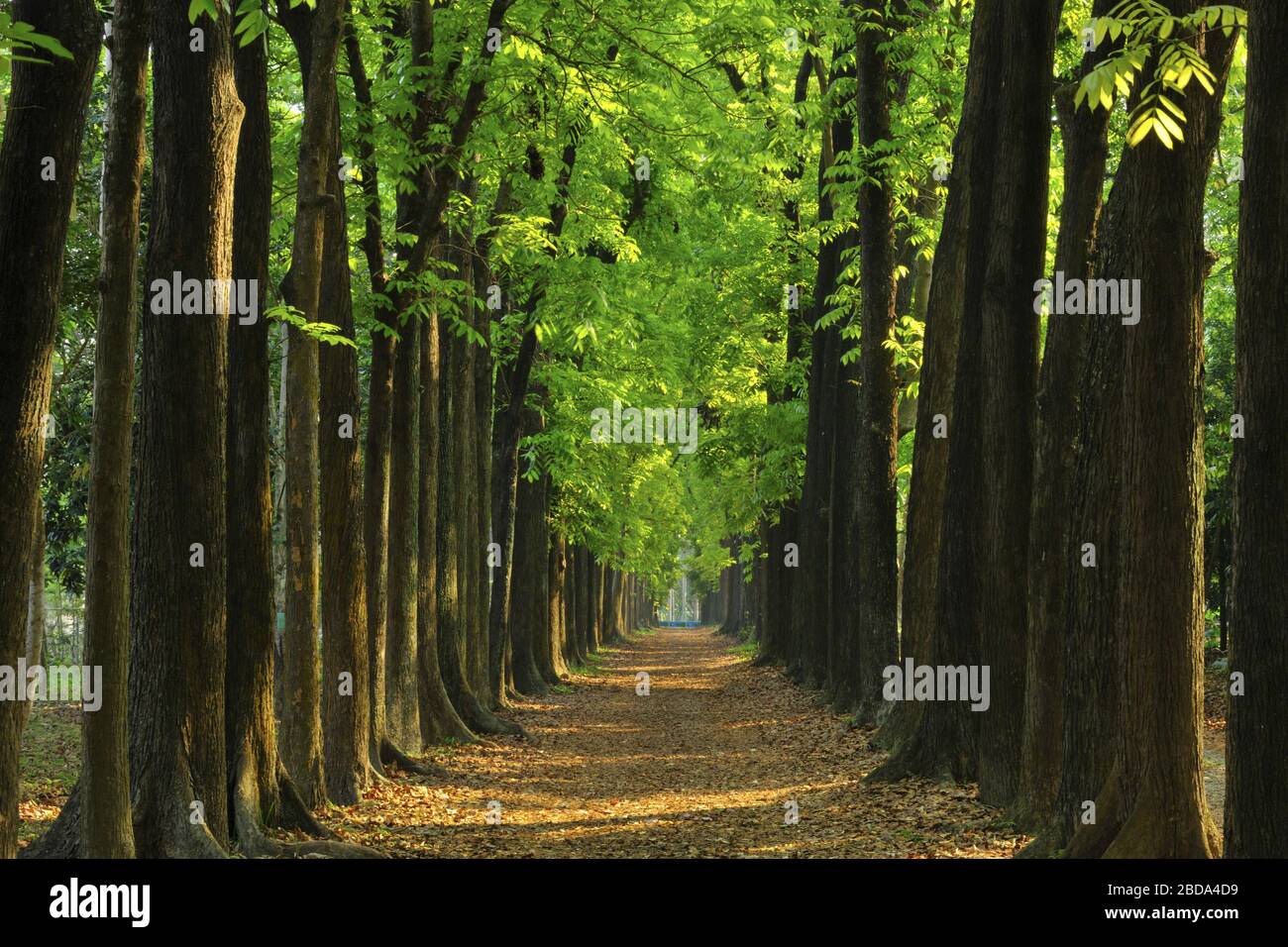 Maolin hi-res stock photography and images - Alamy