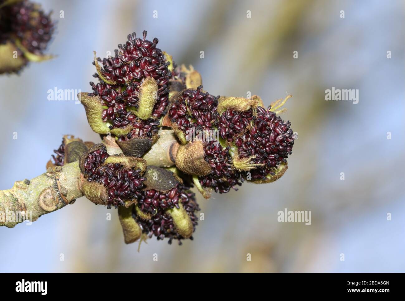 A branch of an Ash Tree, Fraxinus excelsior, in flower in spring Stock ...