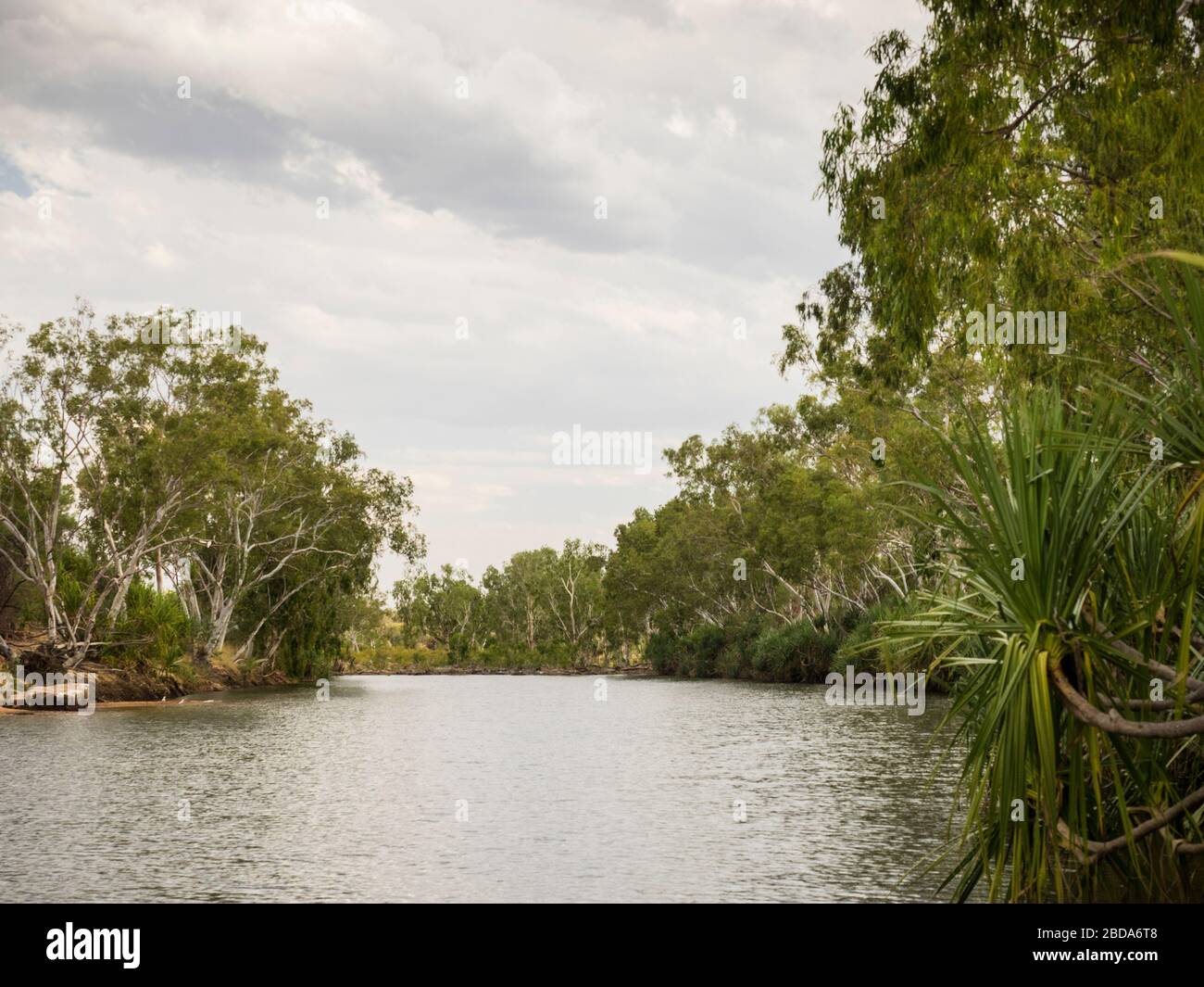 Silver Cadjeput (Melaleuca argentea) and Pandanus aquatica on the banks ...
