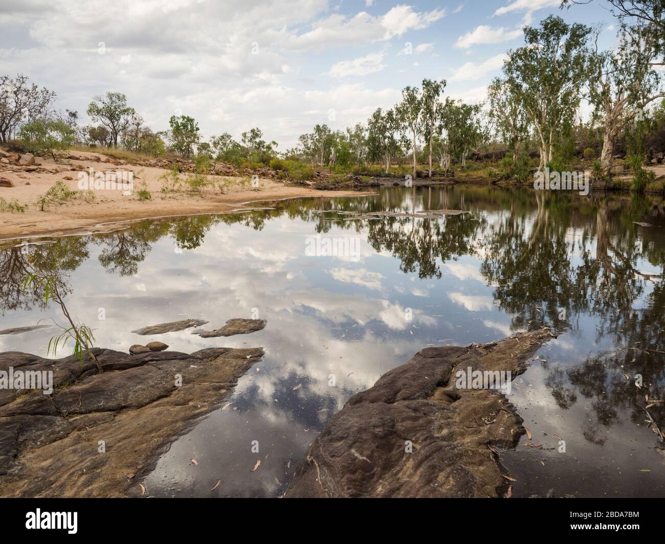 Silver Cadjeput (Melaleuca argentea) on the banks of the Hann River at ...