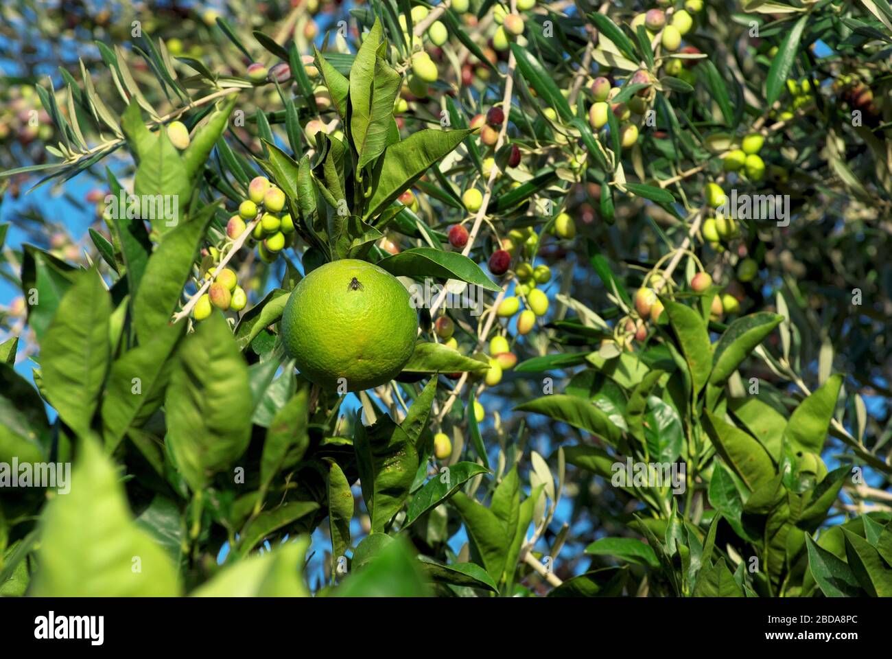 Mediterranean fruit fly hi-res stock photography and images - Alamy