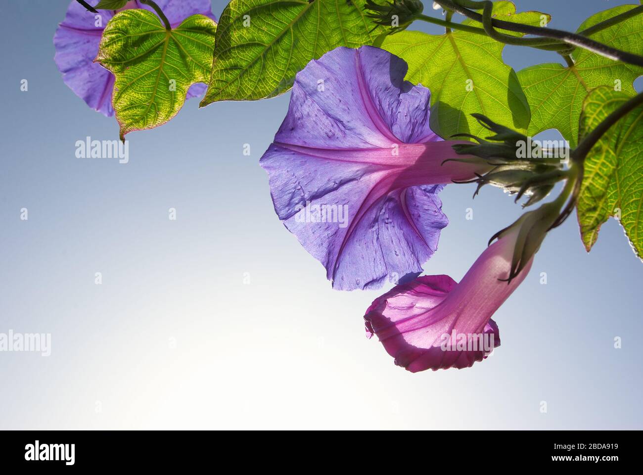 closeup flower of field bindweed natural frame in backlight Stock Photo ...